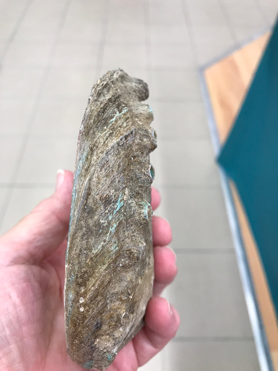 ABALONE HALF SHELL – Oasis Beads & Crystals